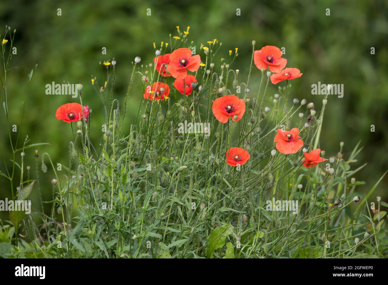 Common poppy, Corn poppy, Red poppy (Papaver rhoeas), with flowers and ...