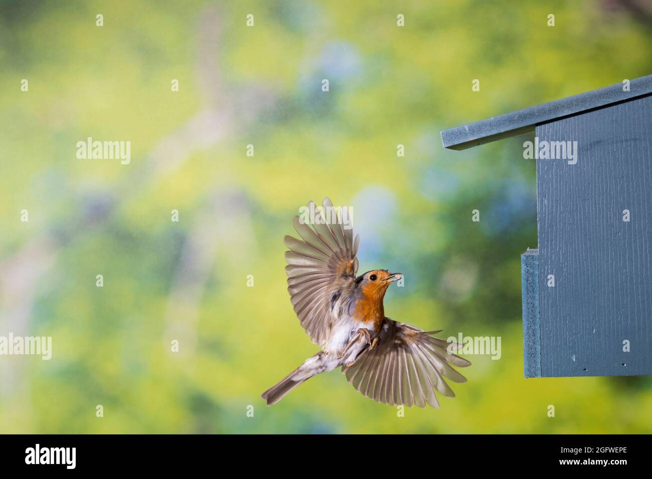 European robin nest hi-res stock photography and images - Alamy