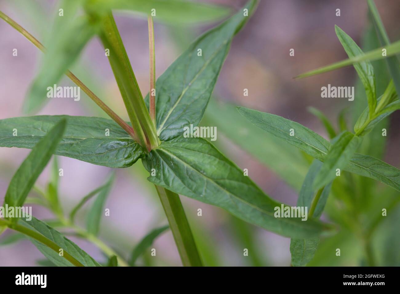 purple loosestrife, spiked loosestrife (Lythrum salicaria), leaves ...