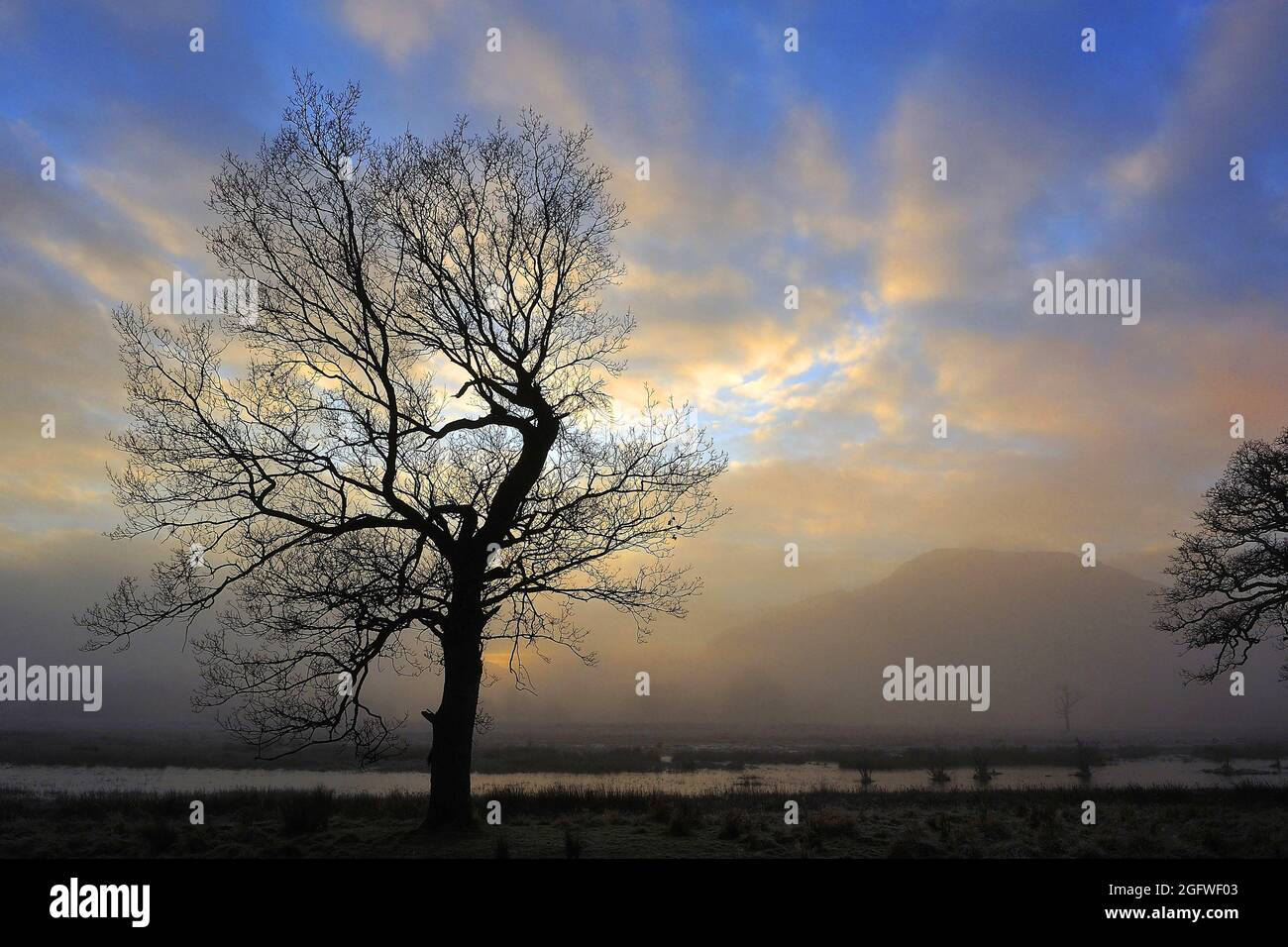 Silhouette trees with backlight hi-res stock photography and images - Alamy