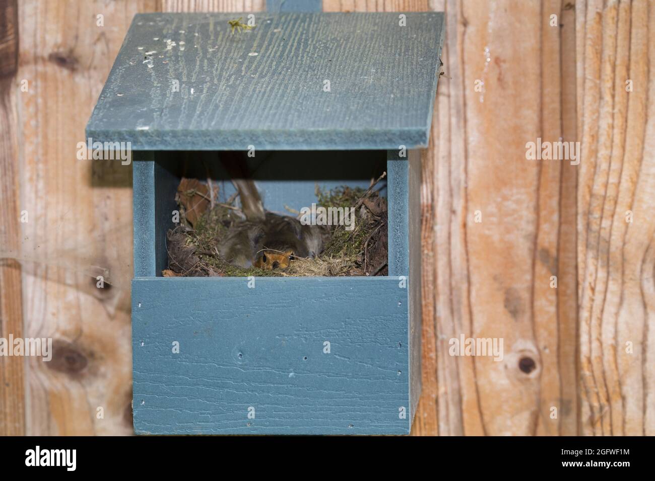 Robin bird box hi-res stock photography and images - Alamy