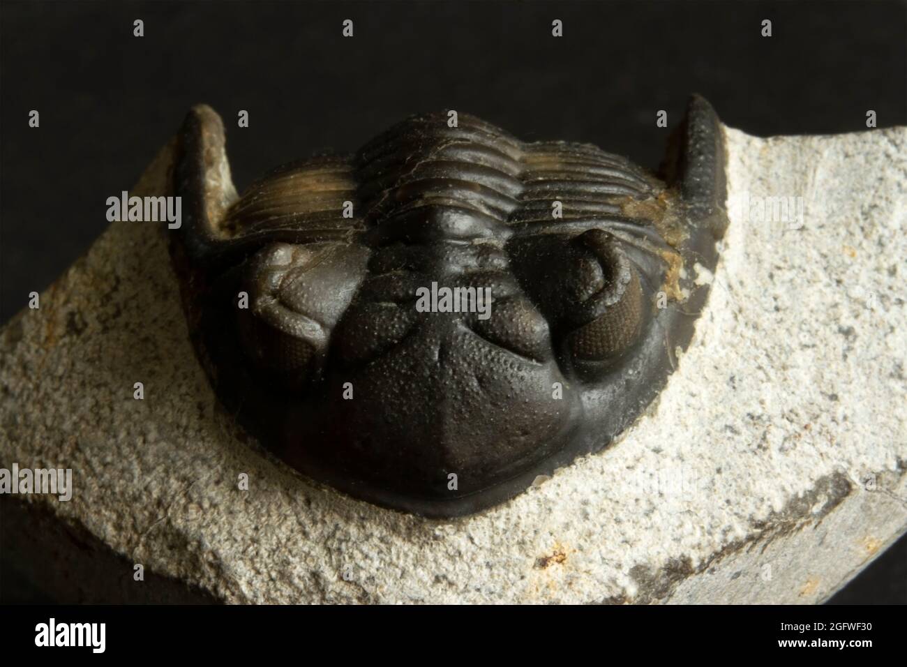 The head of an extinct Trilobite showing their unique compound eyes ...