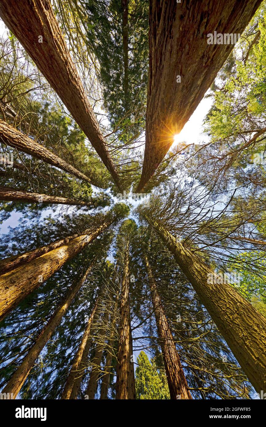 giant sequoia, giant redwood (Sequoiadendron giganteum), Some trunks ...