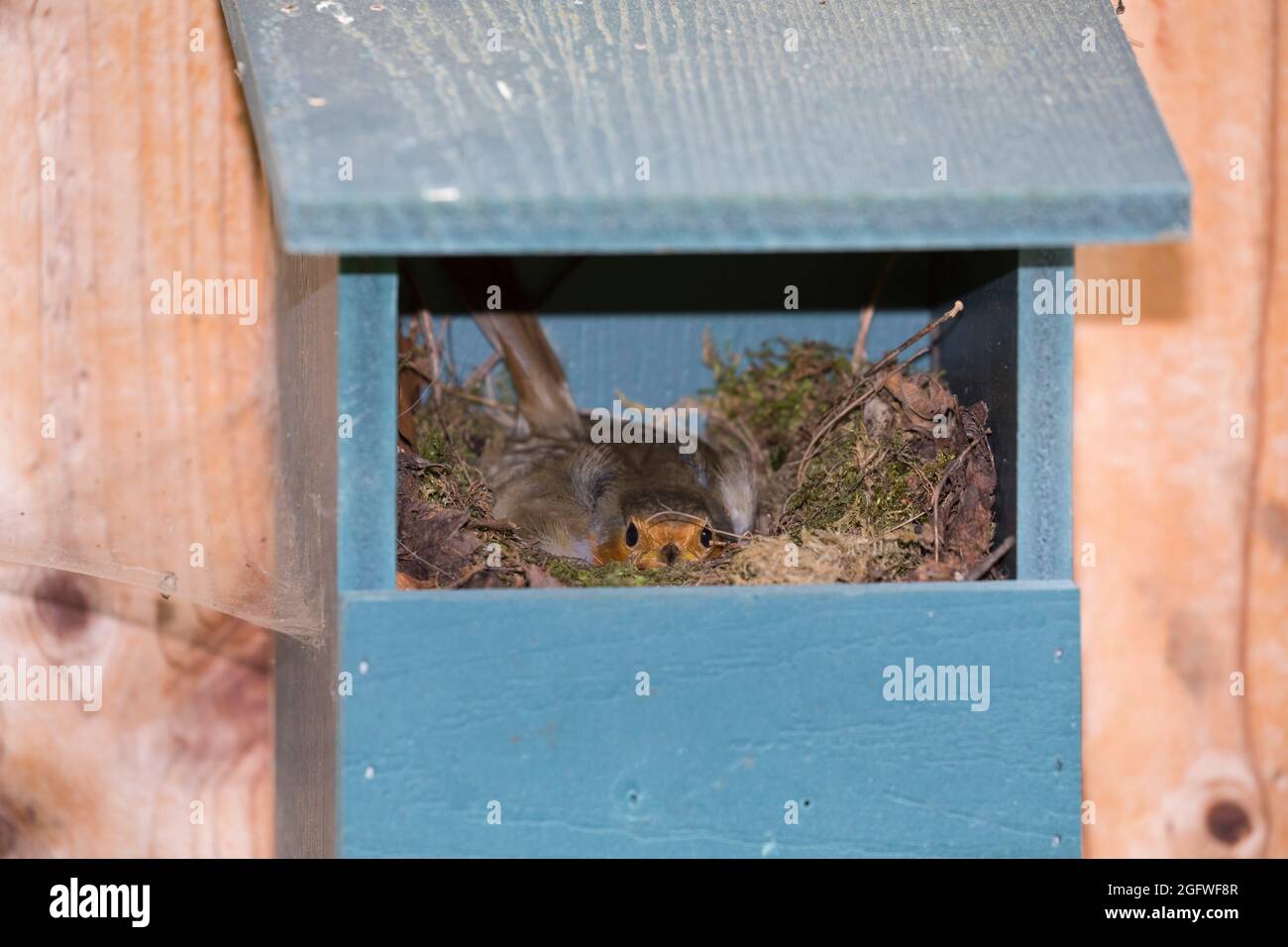 Robin bird nest hi-res stock photography and images - Alamy