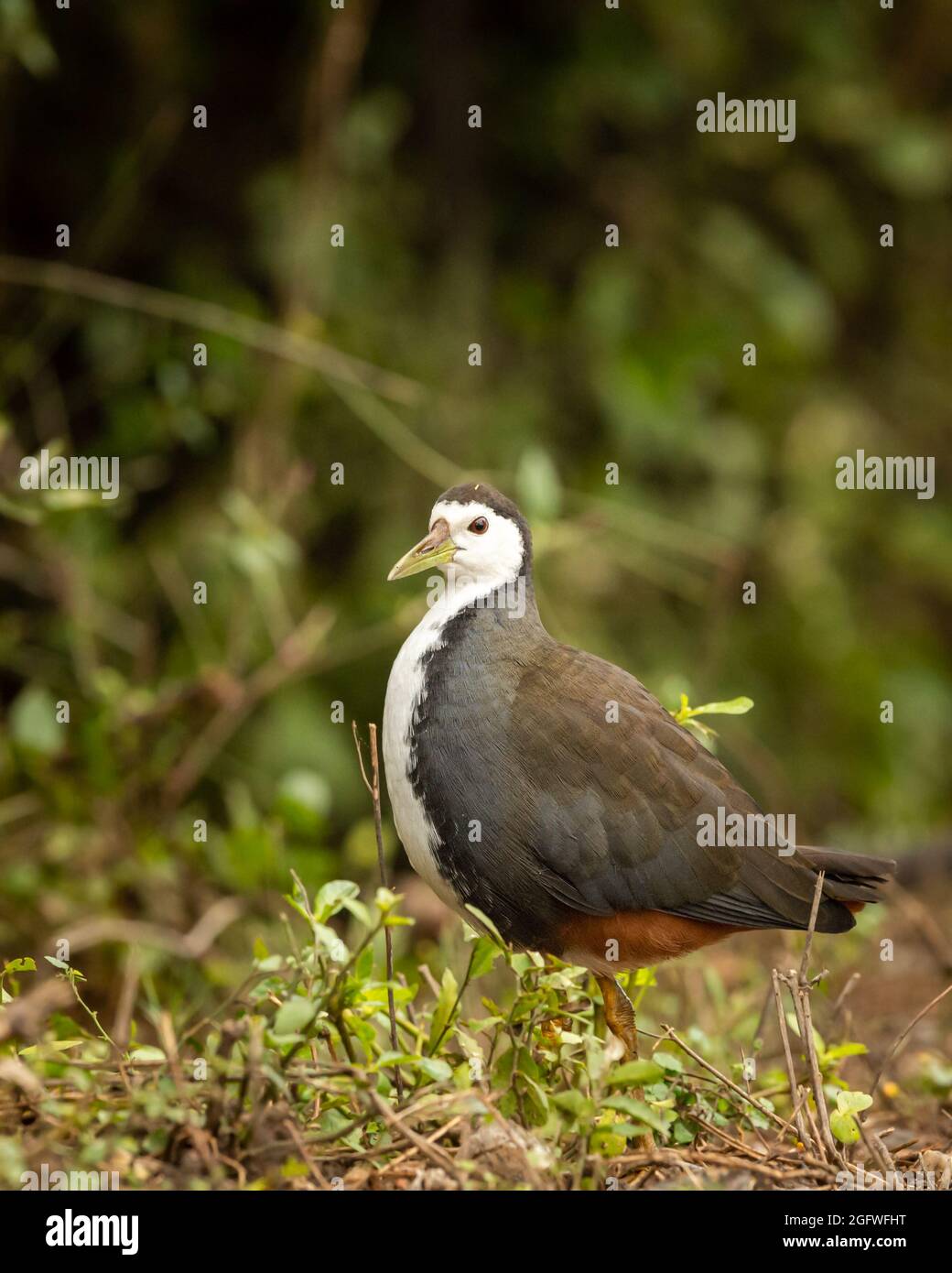 White breasted waterhen or Amaurornis phoenicurus portrait at keoladeo ...
