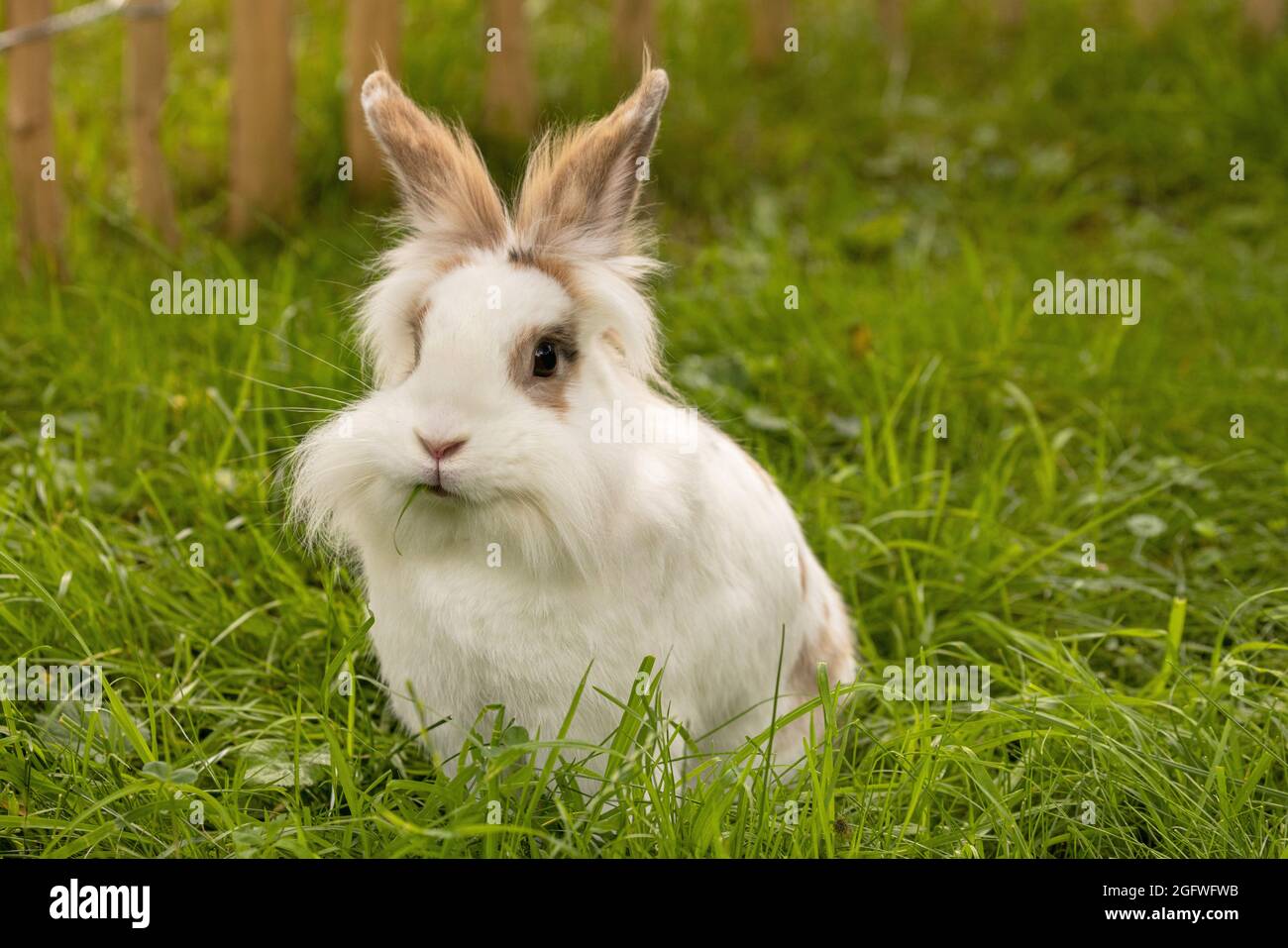 dwarf rabbit (Oryctolagus cuniculus f. domestica), Lionhead rabbit ...