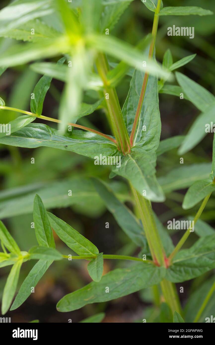 purple loosestrife, spiked loosestrife (Lythrum salicaria), leaves ...
