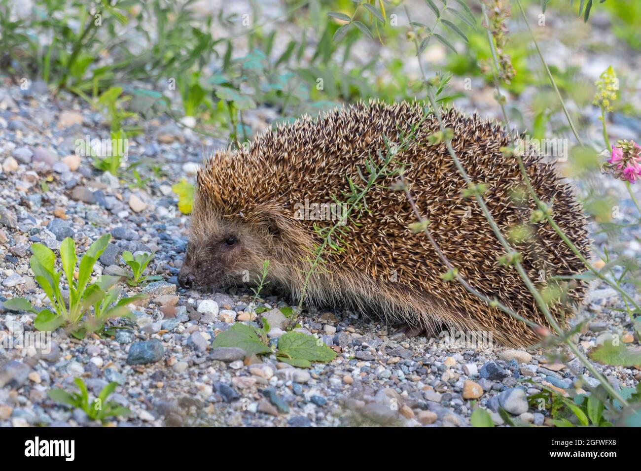 Western hedgehog, European hedgehog (Erinaceus europaeus), hedgehog on ...