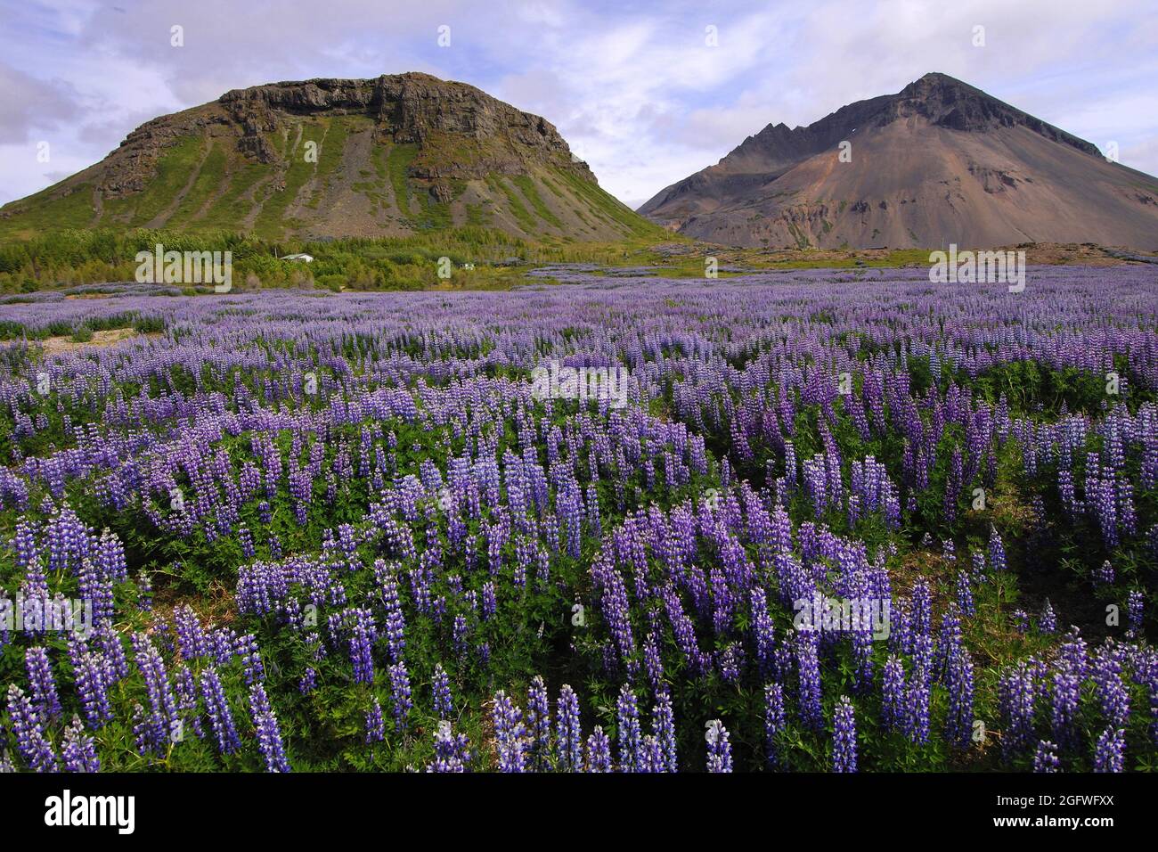 Nootka lupine, Alaska lupine (Lupinus nootkatensis), field of lupins ...