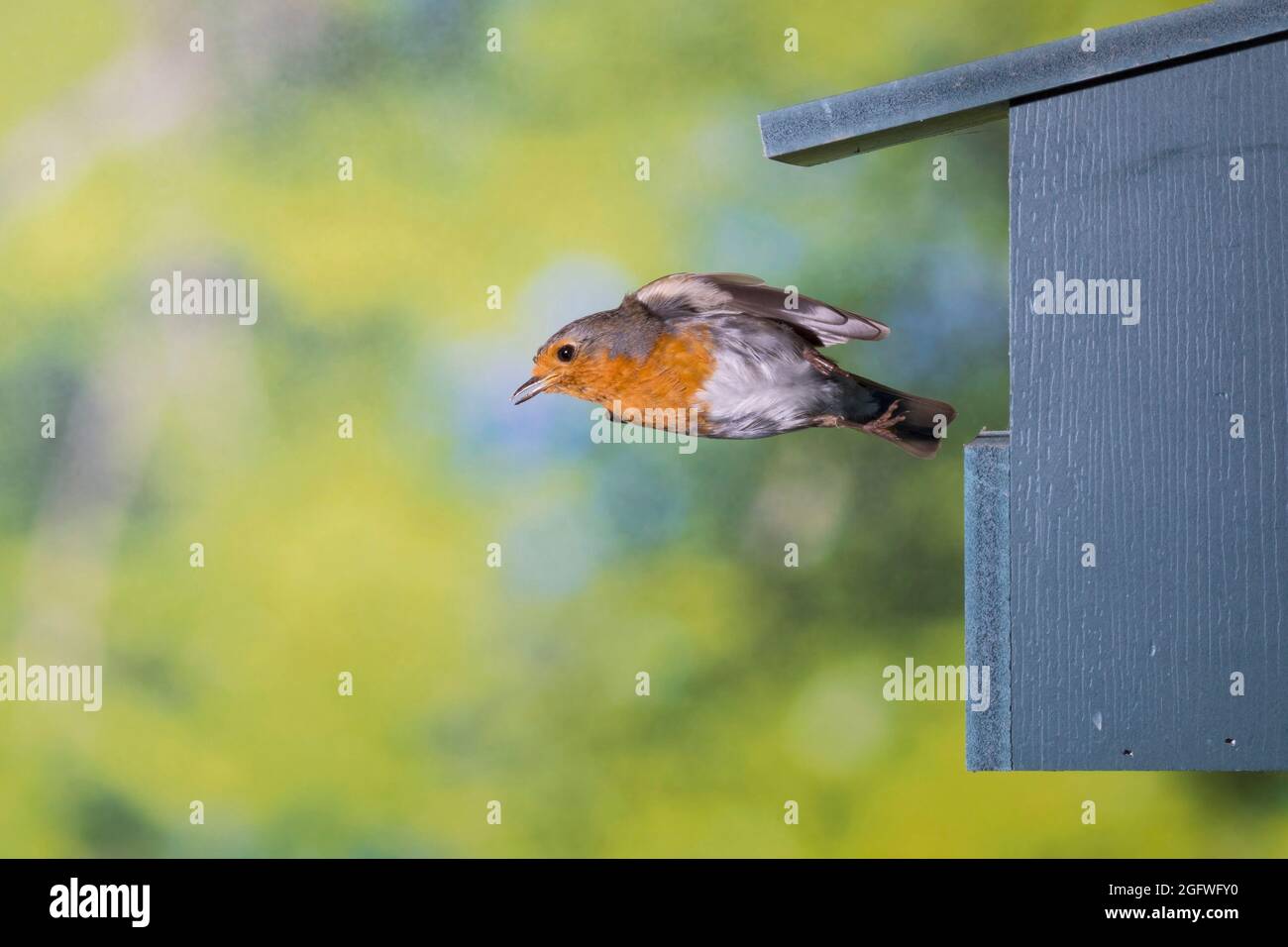 European robin (Erithacus rubecula), takes off the nest box, Germany ...