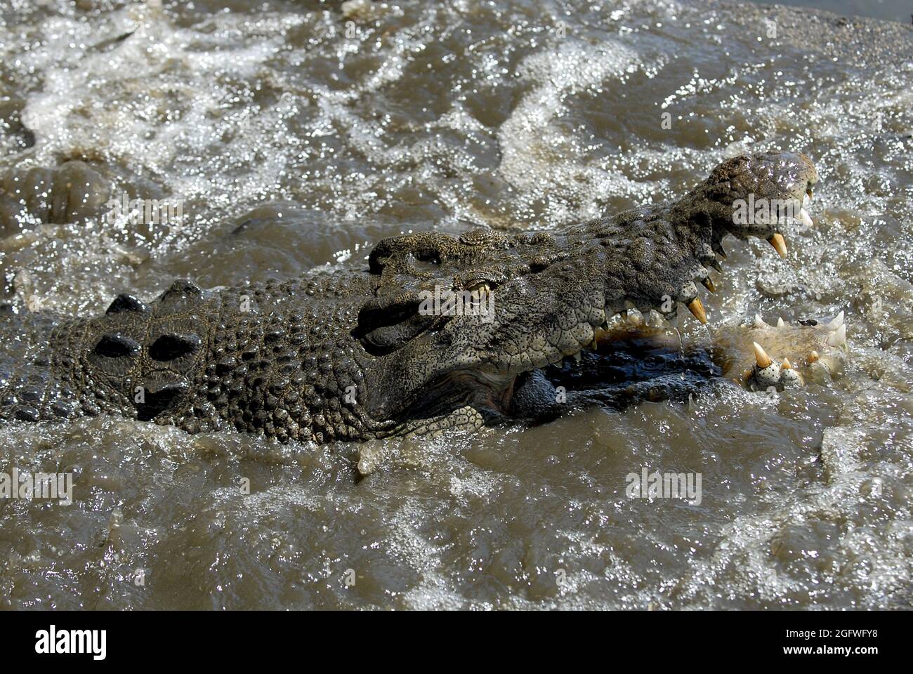 saltwater crocodile, estuarine crocodile (Crocodylus porosus), Portrait ...