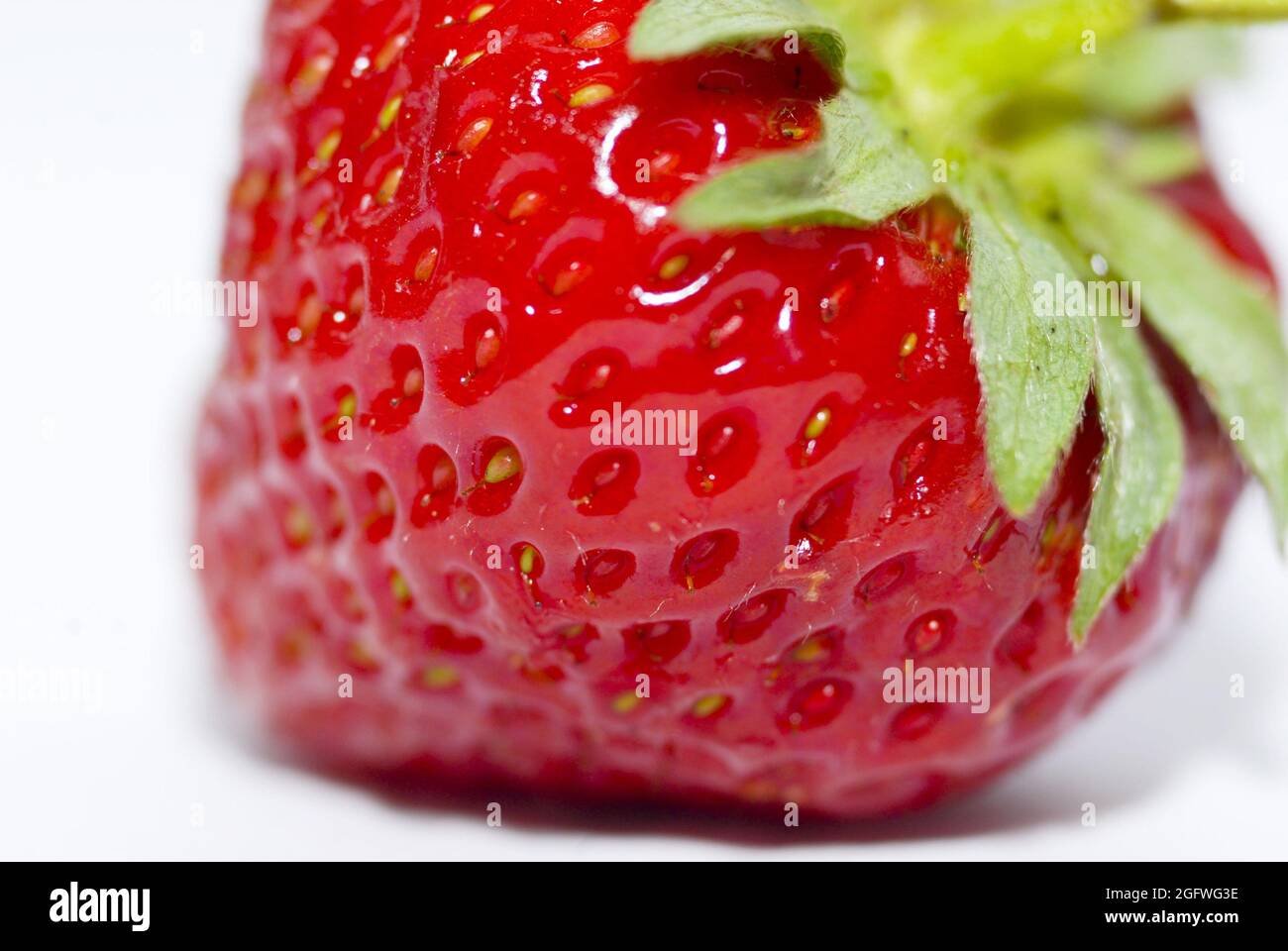 hybrid strawberry, garden strawberry (Fragaria x ananassa, Fragaria ...