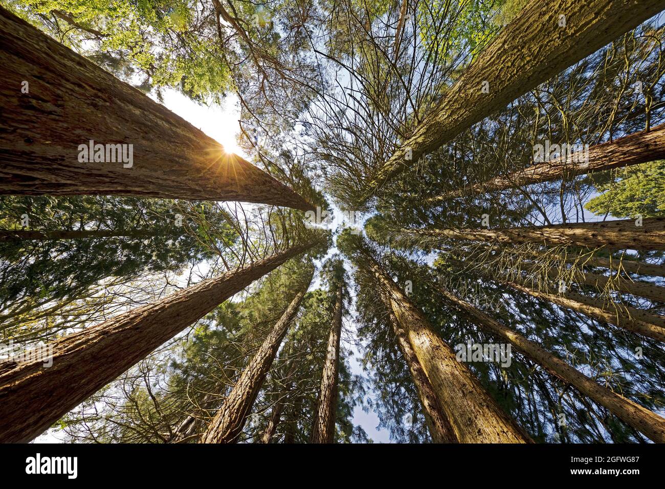 European redwood hi-res stock photography and images - Alamy