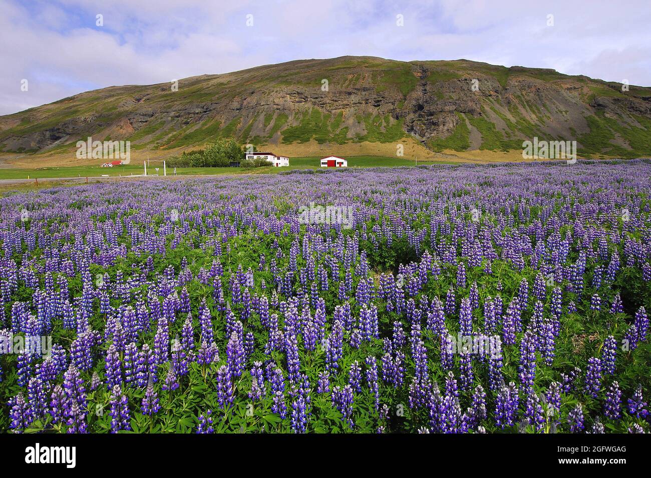 Nootka lupine, Alaska lupine (Lupinus nootkatensis), field of lupins ...