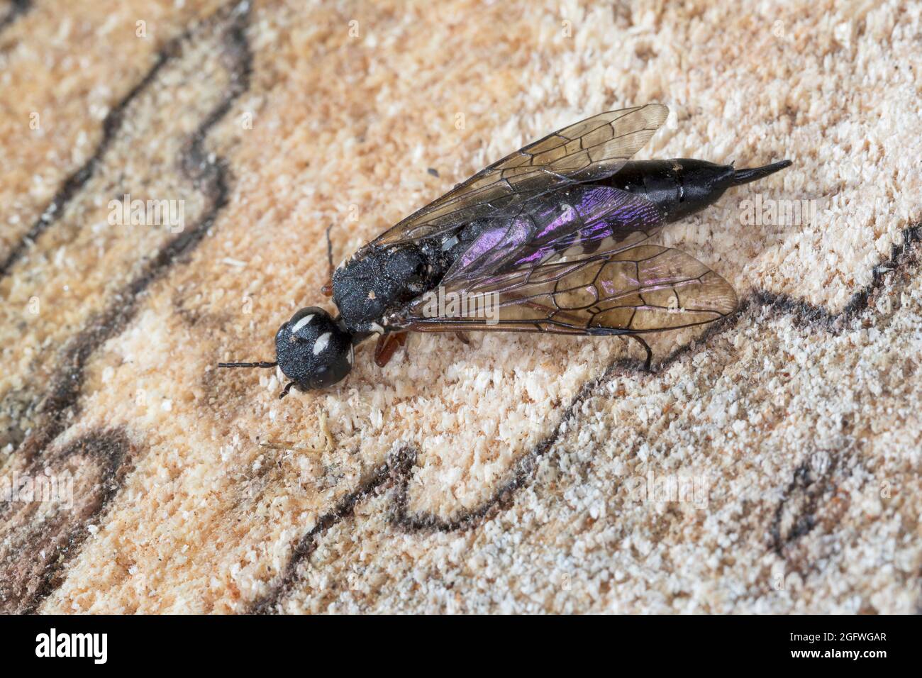 Woodwasp hi-res stock photography and images - Alamy