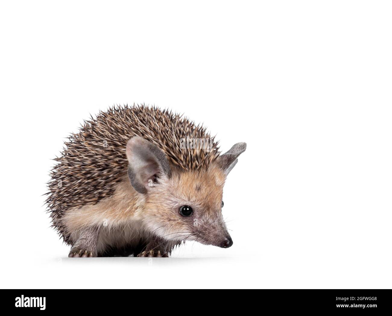 Egyptian longeared hedgehog hi-res stock photography and images - Alamy