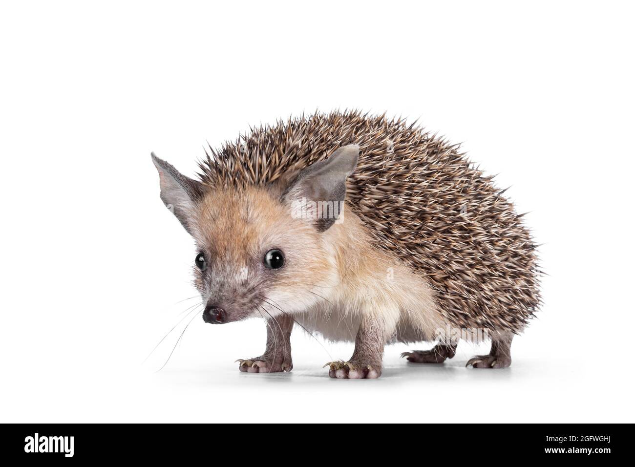 Adorable small Long eared hedgehog aka Hemiechinus auritus, standing ...