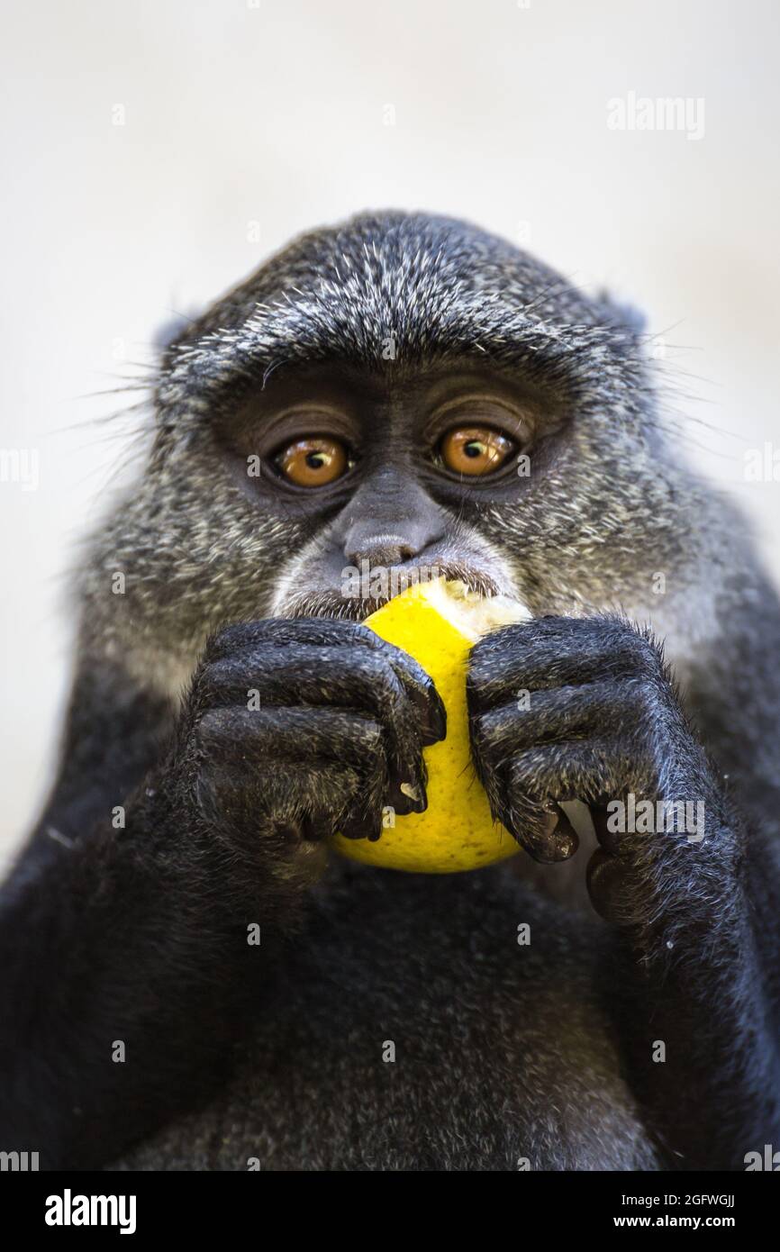 Funny monkey eating a lemon with the white wall on background Stock Photo - Alamy