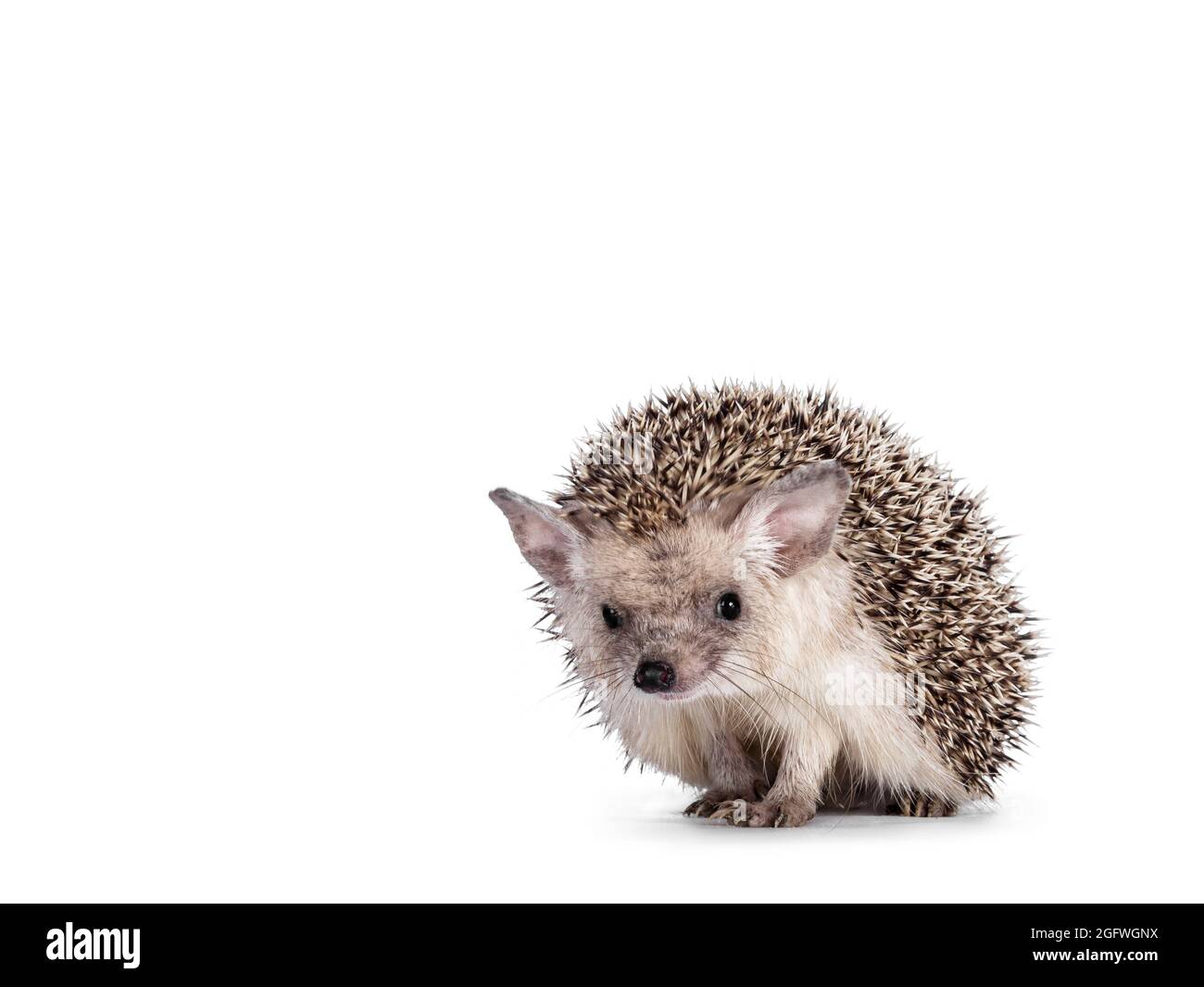 Adorable small Long eared hedgehog aka Hemiechinus auritus, sitting ...