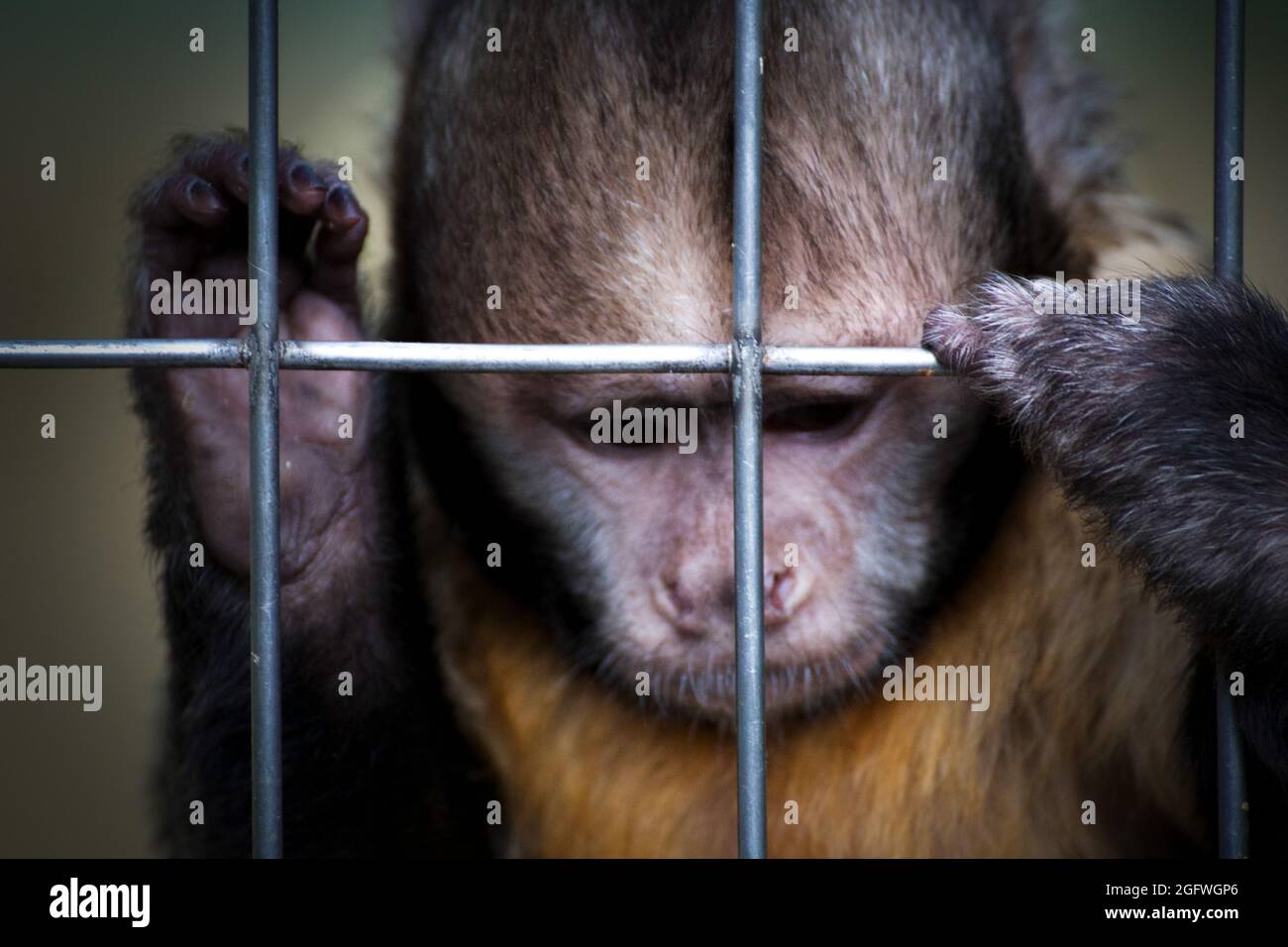 Captive monkey in the cage with sad face Stock Photo - Alamy