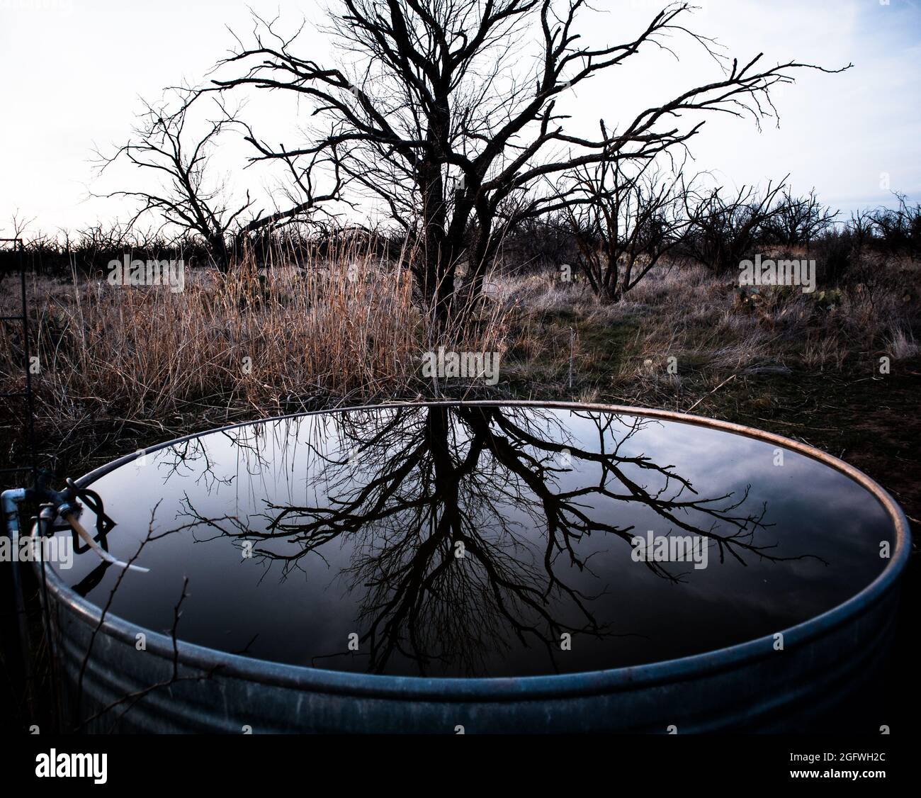 Dry tree on an open field and its reflection in the water Stock Photo ...