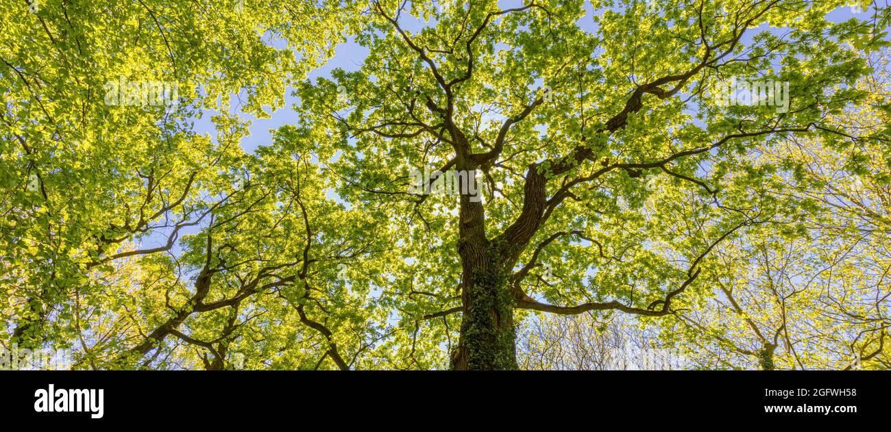 Looking up at green tops of trees. Relaxing nature concept, tree ...