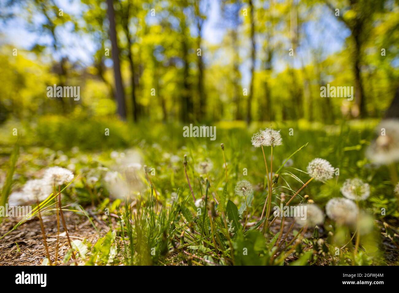 Spring summer forest nature with beautiful green grass meadow and ...