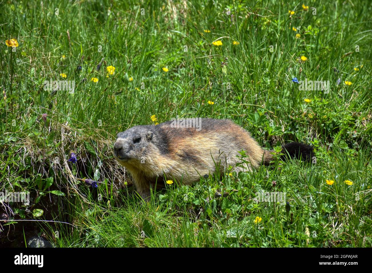 Murmeltier, Murmeltiere, Mankei, Munggen, Nagetier, Erdhörnchen ...