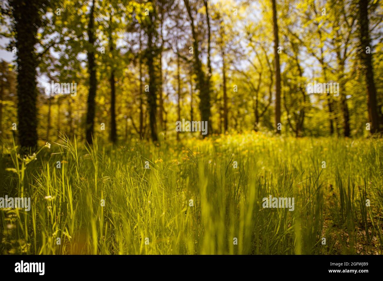 Beautiful forest background. Grass and trees blurred bokeh, spring summer forest landscape ...