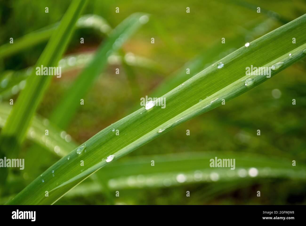 drops of water after rain on the leaves, in the garden Stock Photo - Alamy