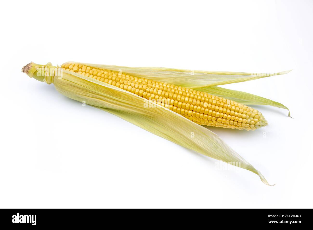 Corn seed cob on a white background Stock Photo - Alamy