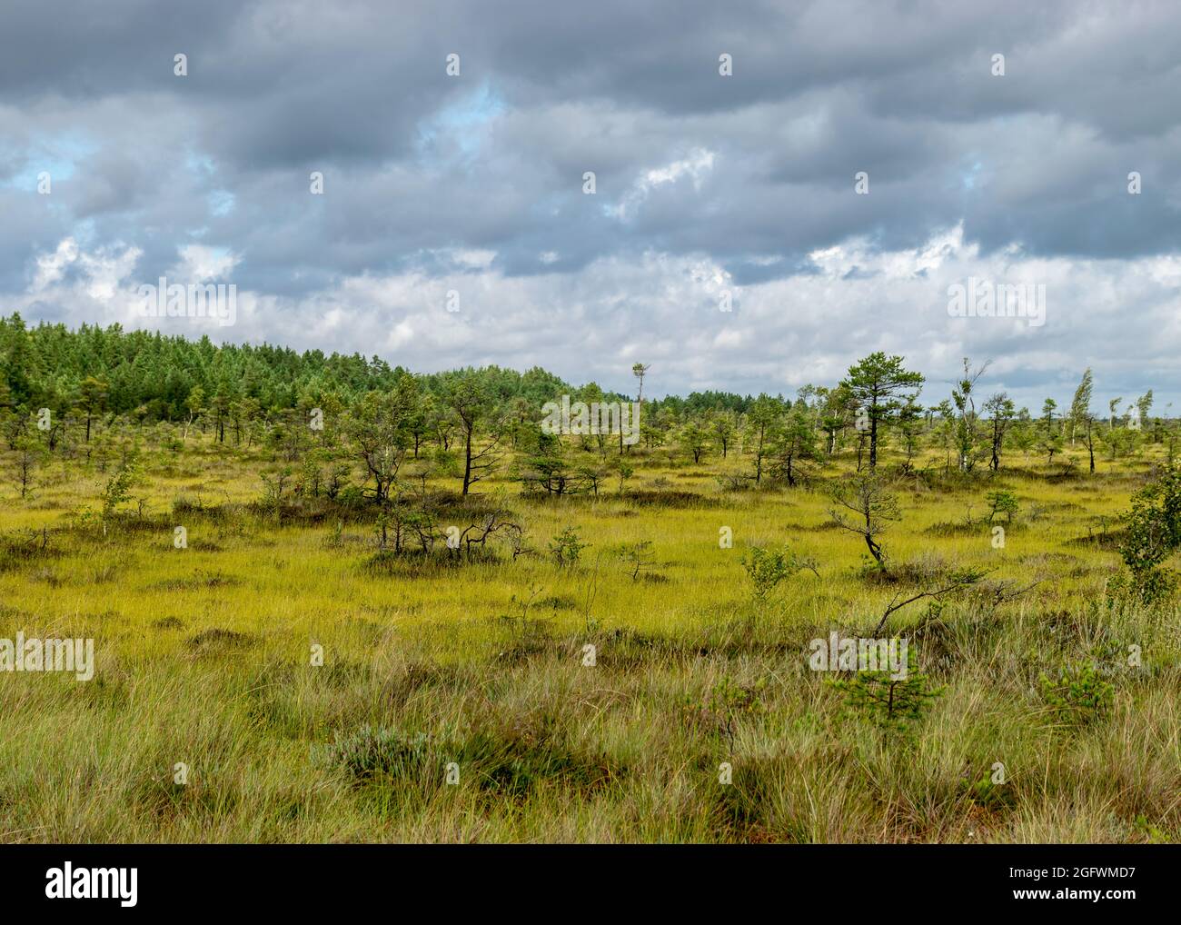 summer landscape from the bog, bog after rain, dark storm clouds ...