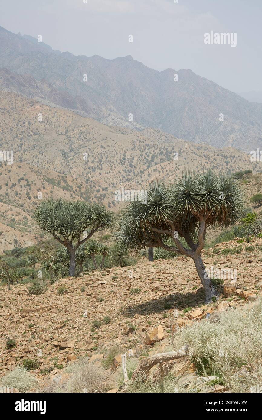 Explore ethiopia hi-res stock photography and images - Alamy