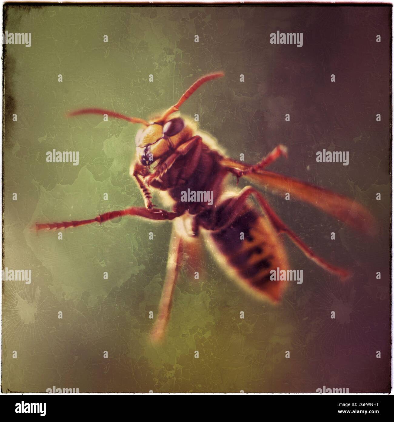 Wasp on window hi-res stock photography and images - Alamy