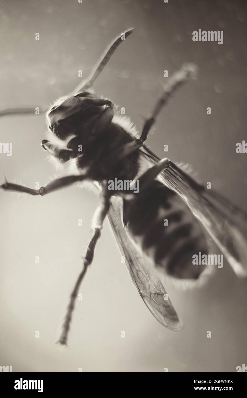 Underside of an European hornet on window glass. Garden in West Sussex ...