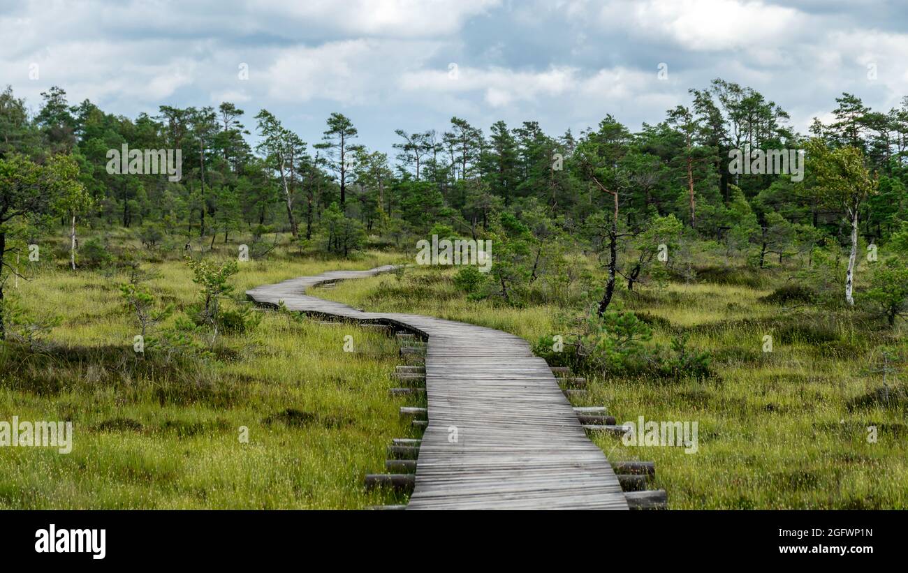 summer landscape from the bog, bog after rain, wet wooden footbridges ...