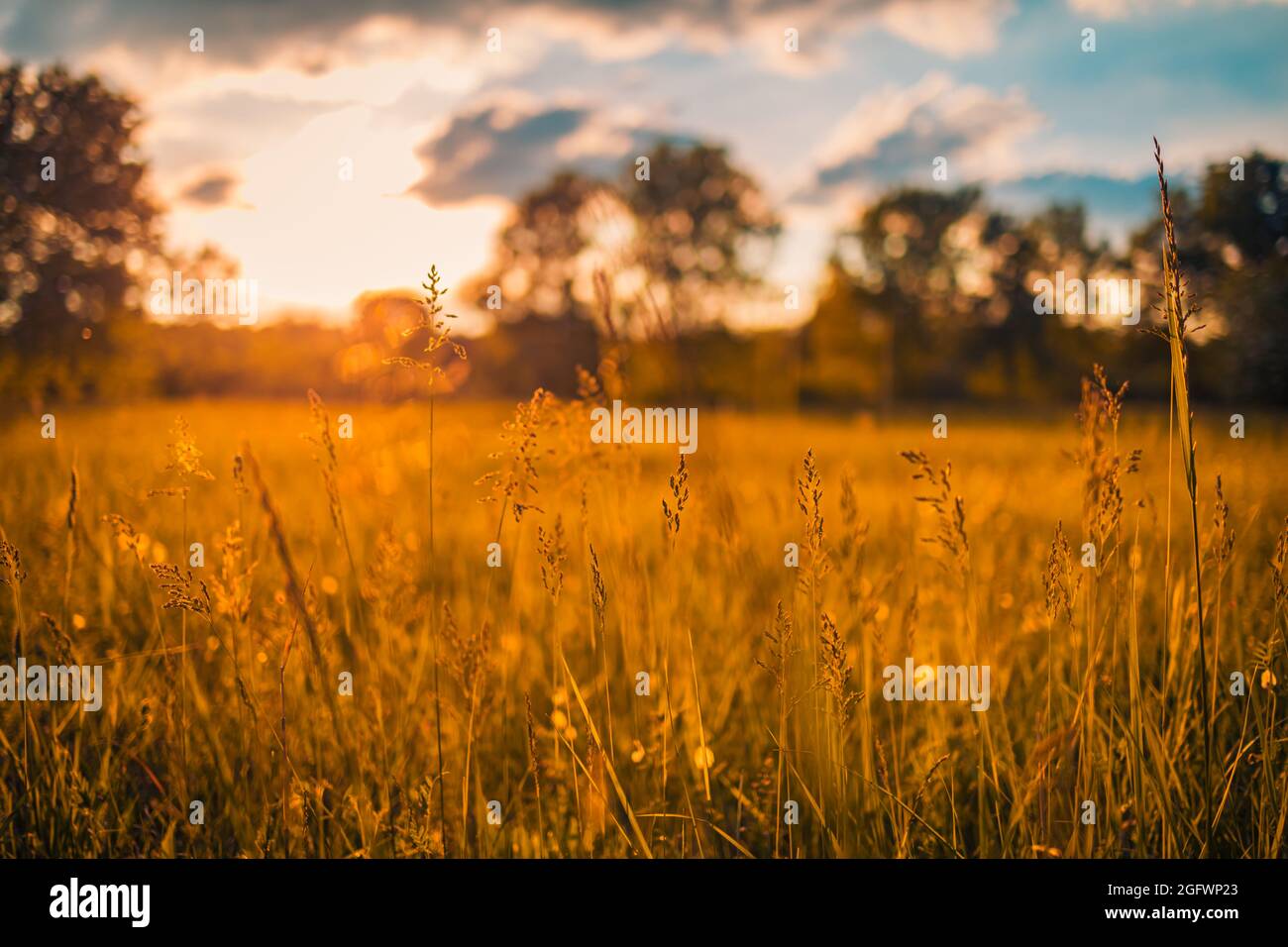 Meadow with wildflowers under the setting sun. Beautiful sunset ...