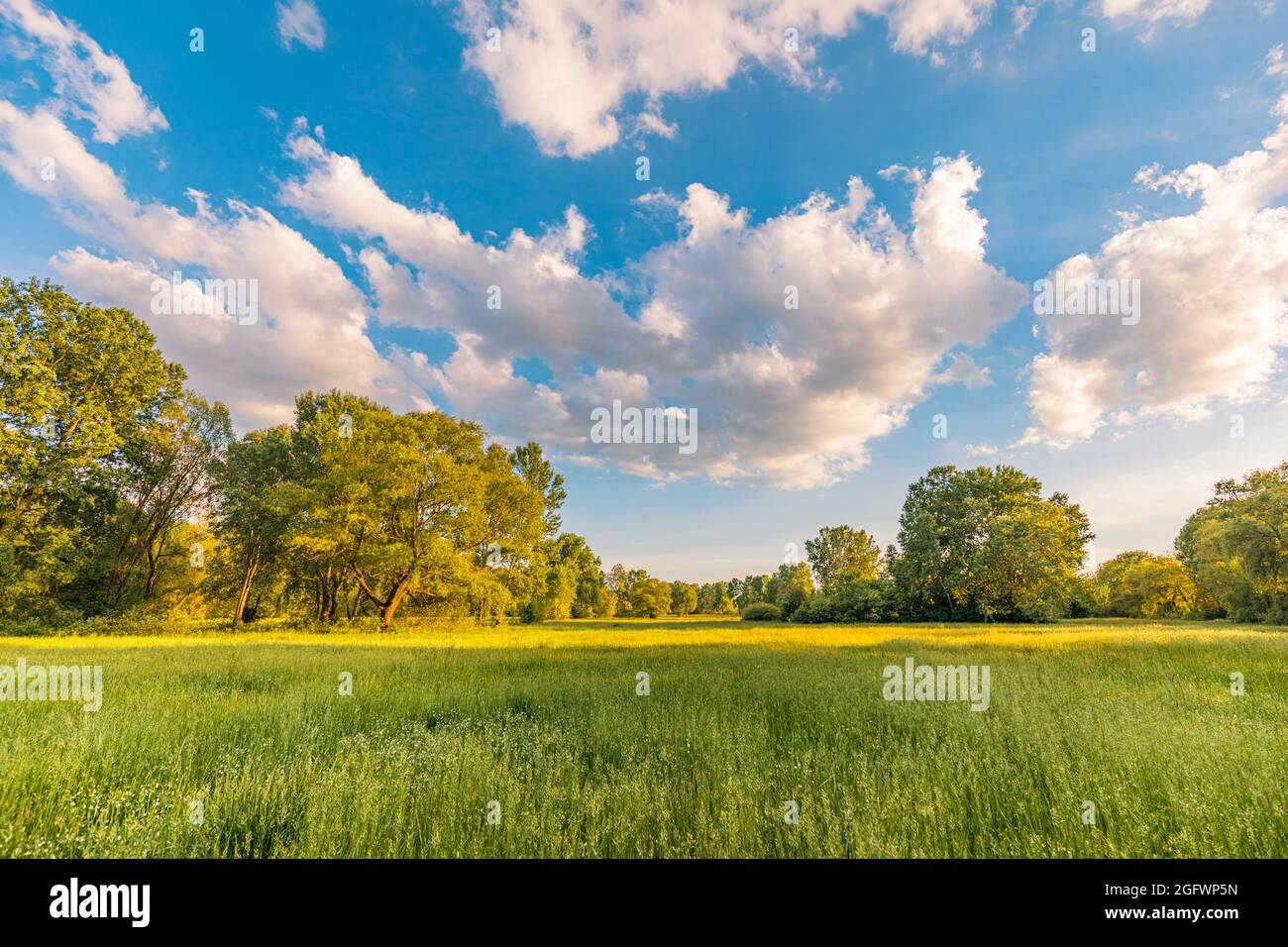 Sunny spring summer landscape, green forest trees, meadow flowers field ...