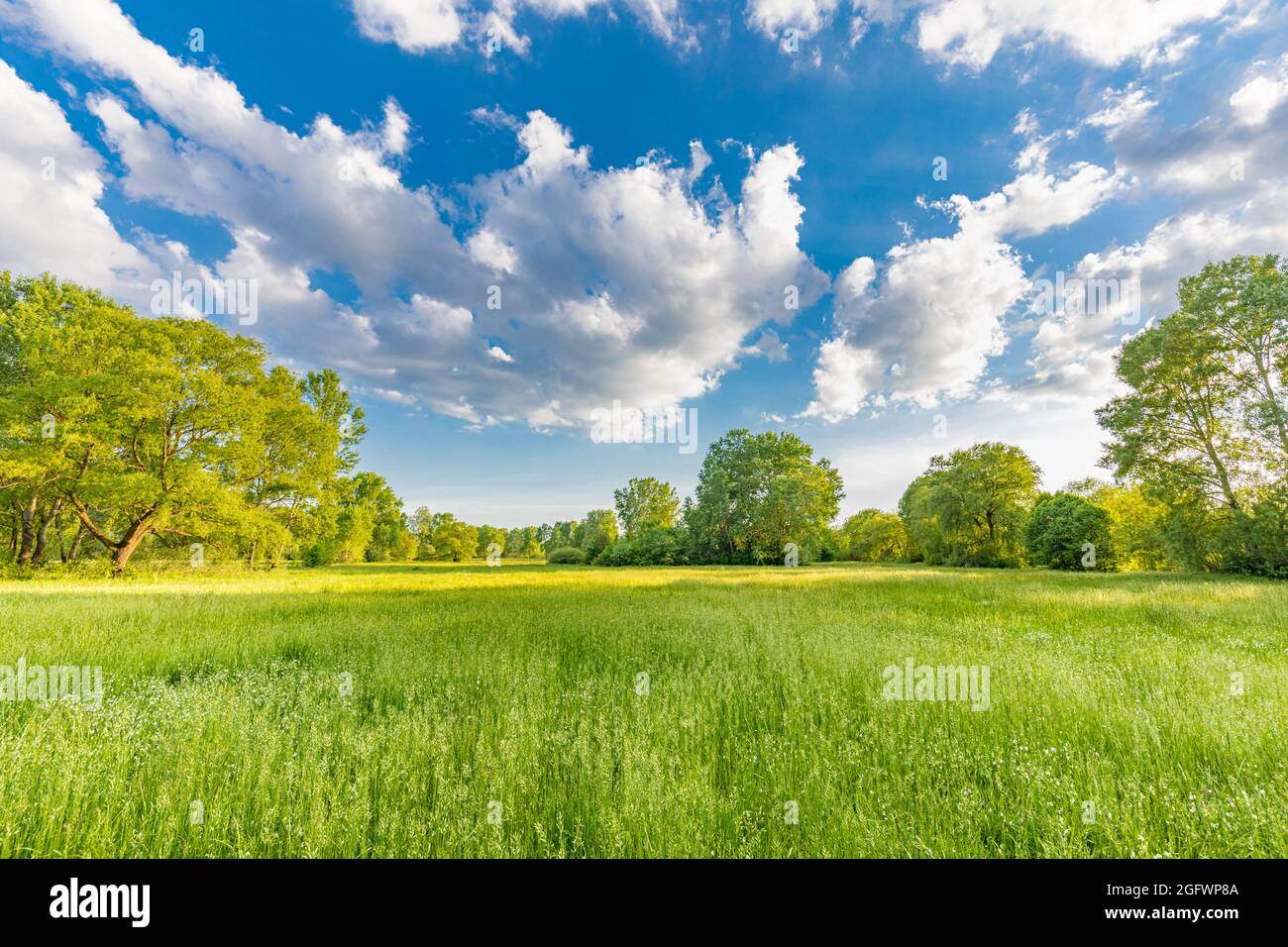 Sunny spring summer landscape, green forest trees, meadow flowers field ...