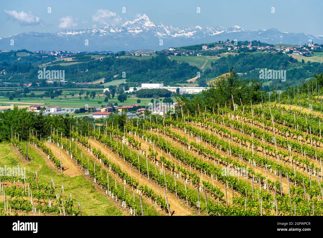 Rural landscape of vineyards at springtime in Langhe, Cuneo province ...