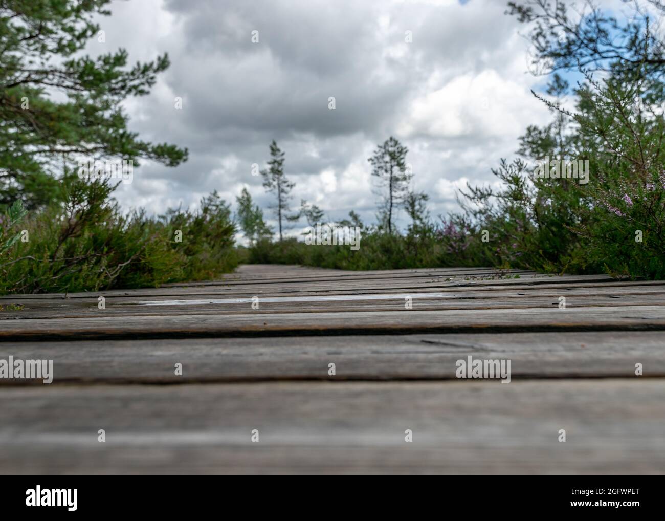 summer landscape from the bog, bog after rain, wet wooden footbridges ...