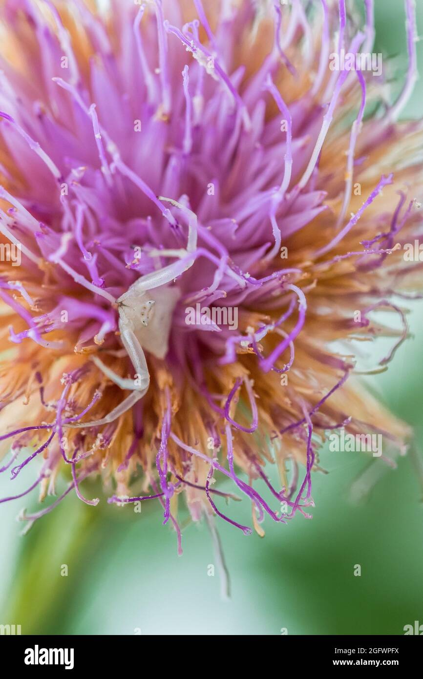Maltese rock centaury hi-res stock photography and images - Alamy