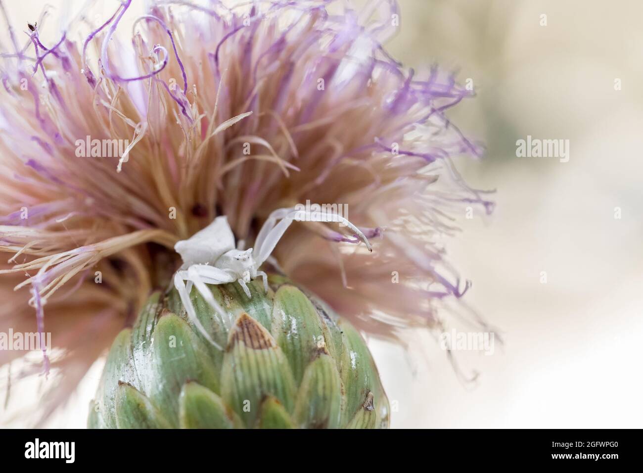 White Humped Crab Spider, Thomisus onustu, on Maltese Rock-Centaury ...