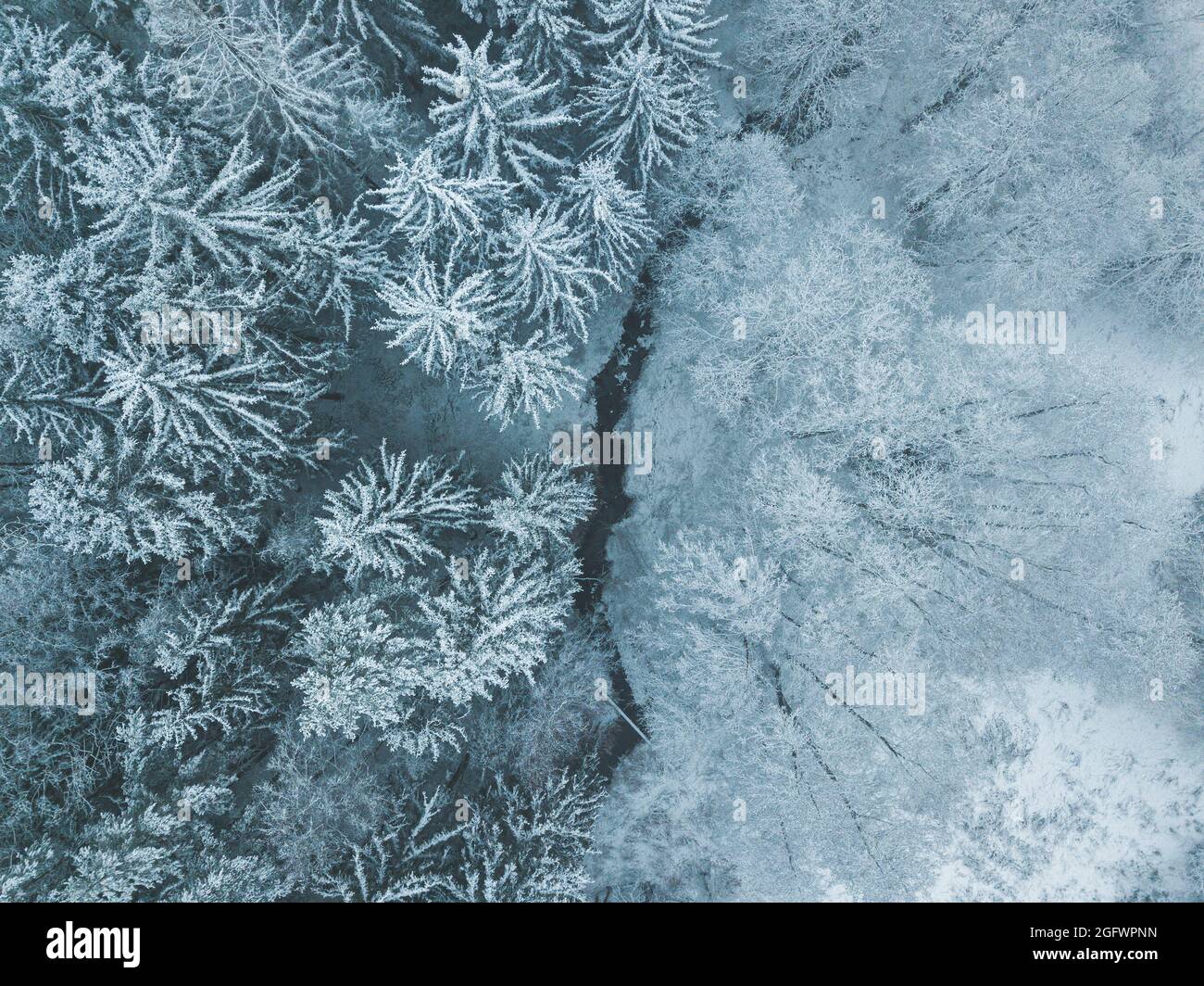 A small river going trough the white forest Stock Photo - Alamy