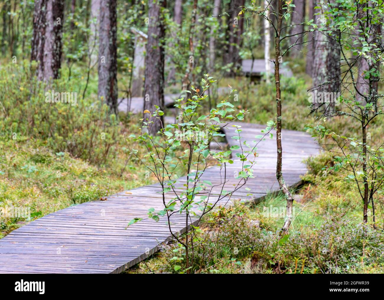 summer landscape from the bog, bog after rain, wet wooden footbridges ...