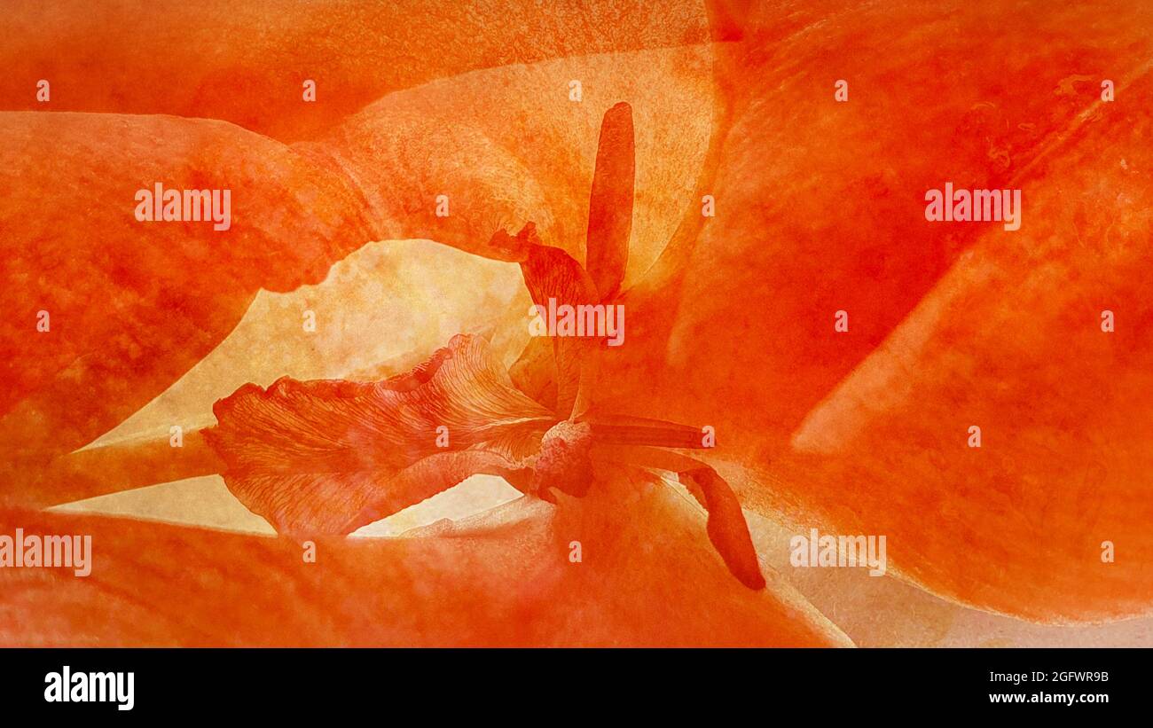 Beauty in aging Stock Photo - Alamy