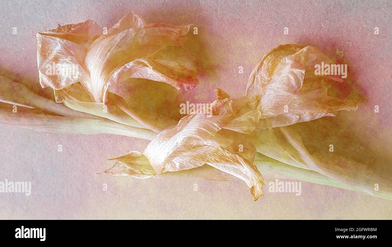 Beauty in aging Stock Photo - Alamy