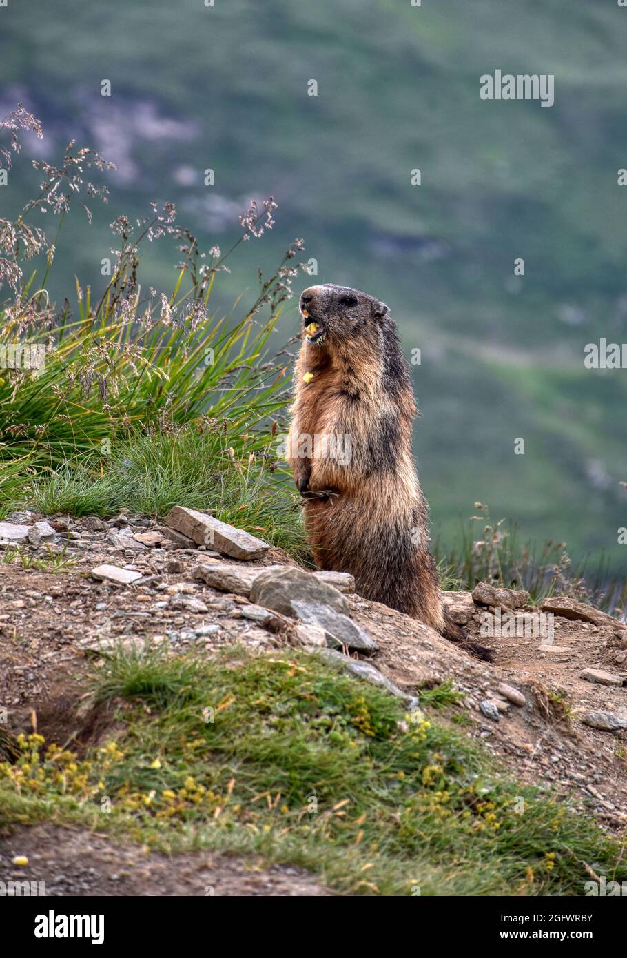 Schwanz rotbraun hi-res stock photography and images - Alamy