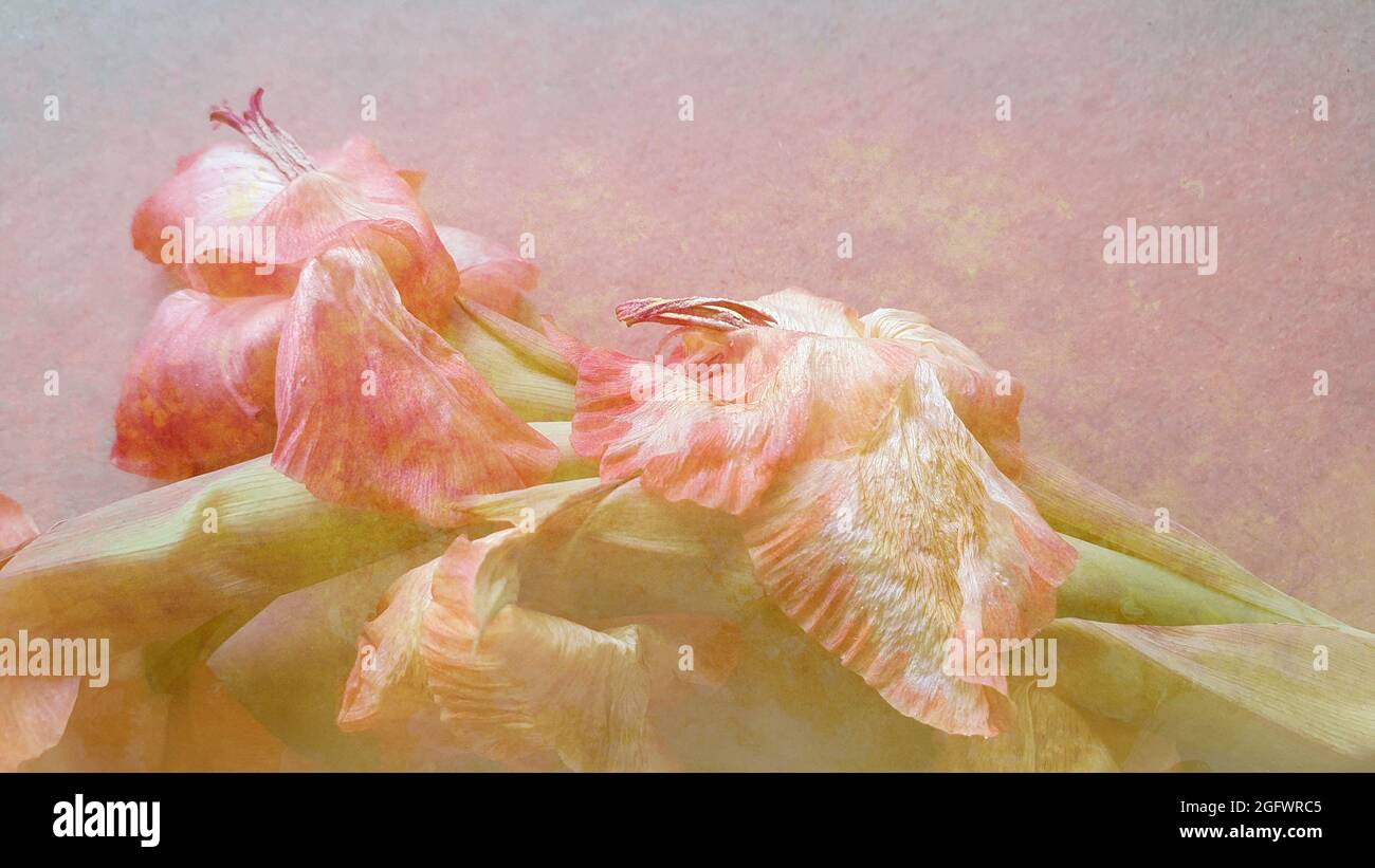 Beauty in aging Stock Photo - Alamy