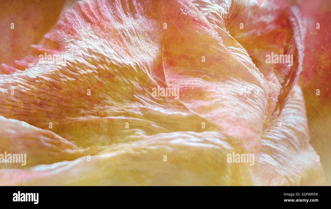 Beauty in aging Stock Photo - Alamy